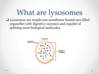 lysosomes | PPTX