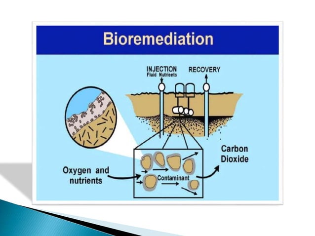 Soil contamination and remediation | PPTX