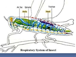 Grasshopper Respiratory System Summary