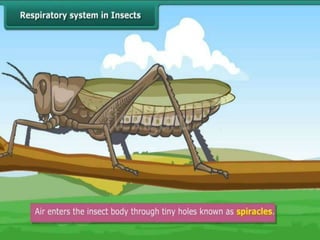 Grasshopper Respiratory System Summary