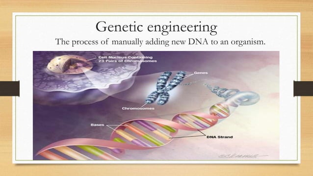 Genetics Engineering | PPTX