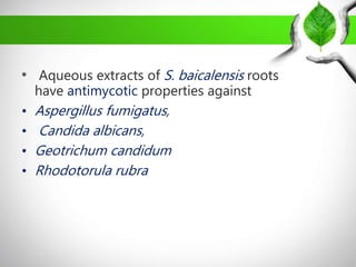 Scutellaria baicalensis | PPTX
