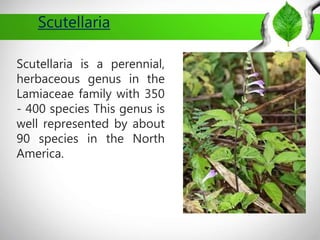 Scutellaria baicalensis | PPTX
