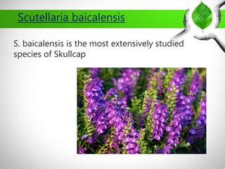 Scutellaria baicalensis | PPTX