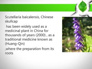 Scutellaria baicalensis | PPTX