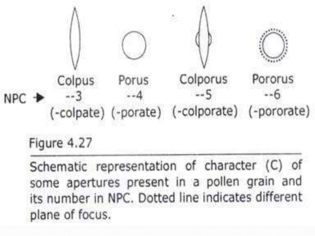 Classification of pollen and spores | PPTX | Gardening | Home & Garden