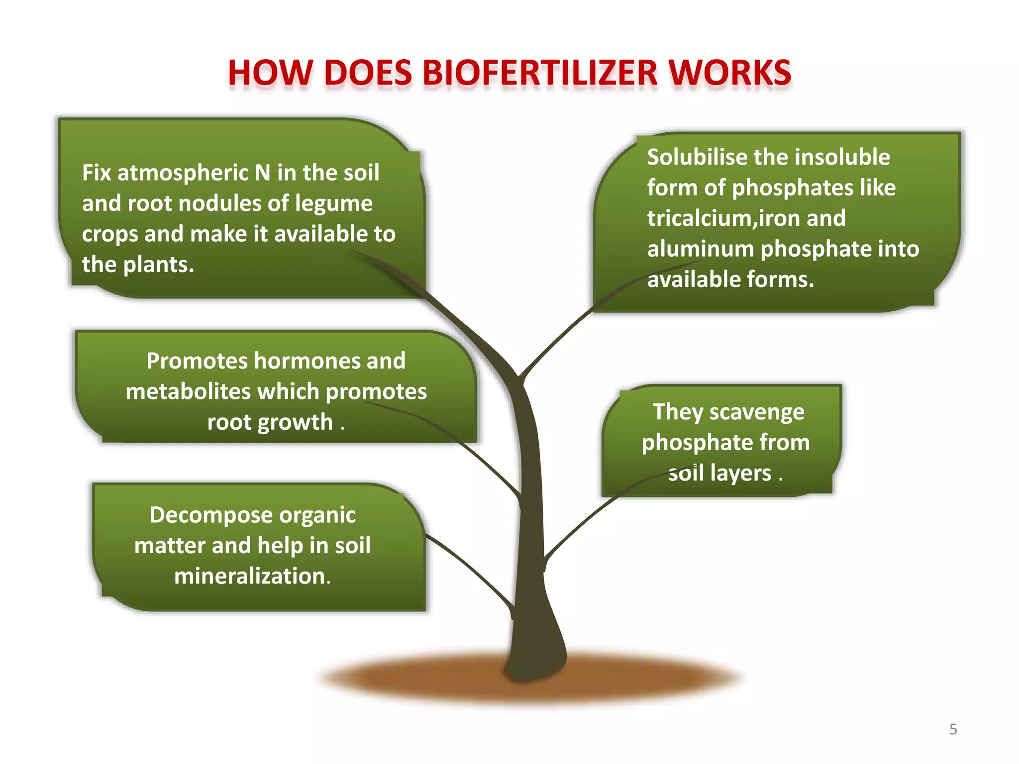 BIOFERTILLIZERS.GROUPS OF BIOFERTILLIZERS.SCOPE AND FUTURE PERSPECTIVE ...