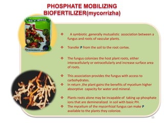 BIOFERTILLIZERS.GROUPS OF BIOFERTILLIZERS.SCOPE AND FUTURE PERSPECTIVE ...