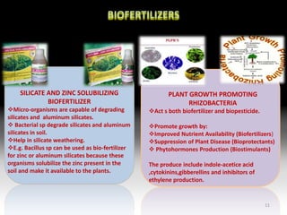 BIOFERTILLIZERS.GROUPS OF BIOFERTILLIZERS.SCOPE AND FUTURE PERSPECTIVE ...