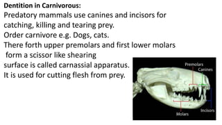 Dentition | PPTX