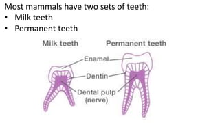 Dentition | PPTX