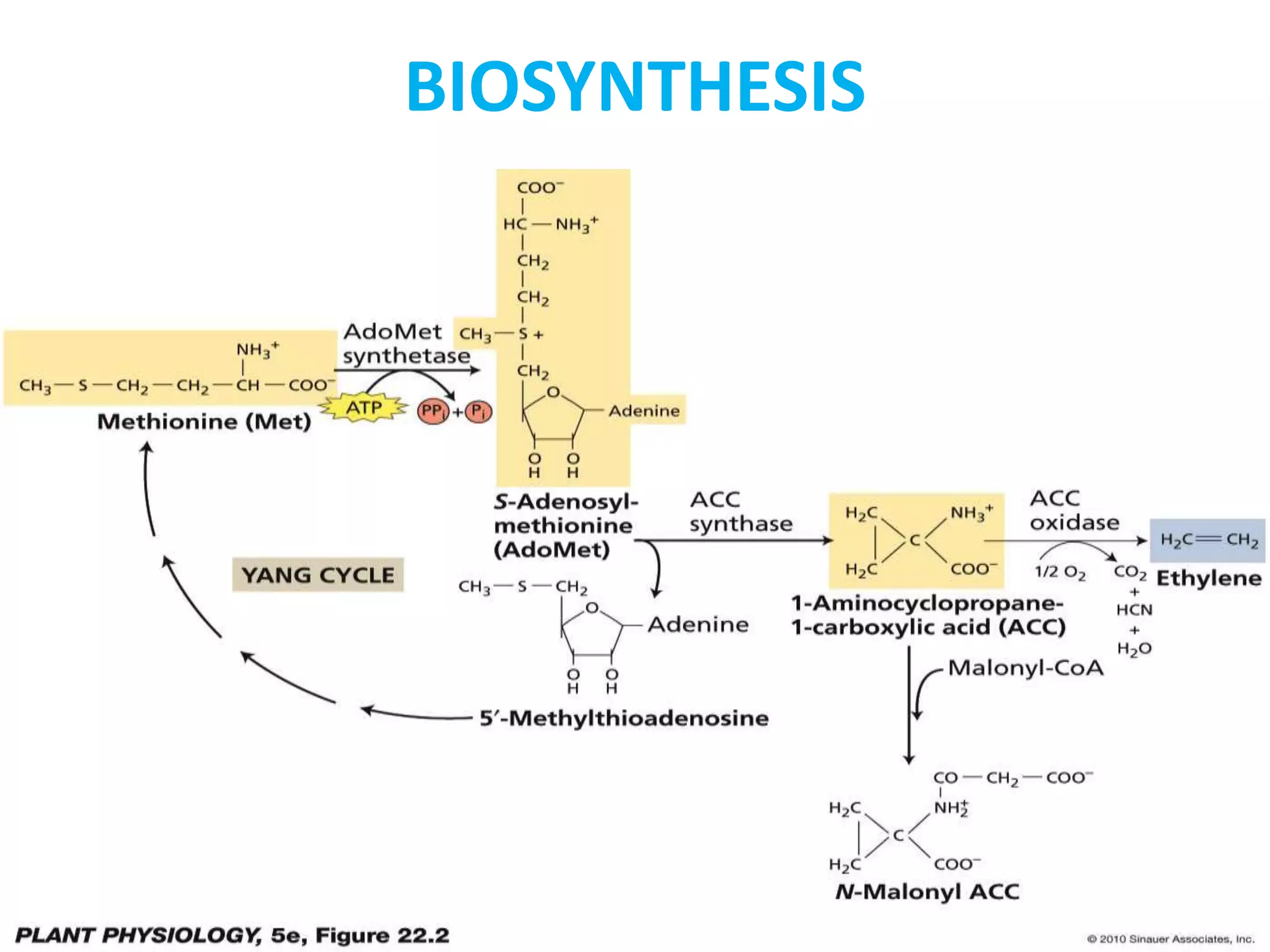 Ethylene biosynthesis and role in plants | PPTX