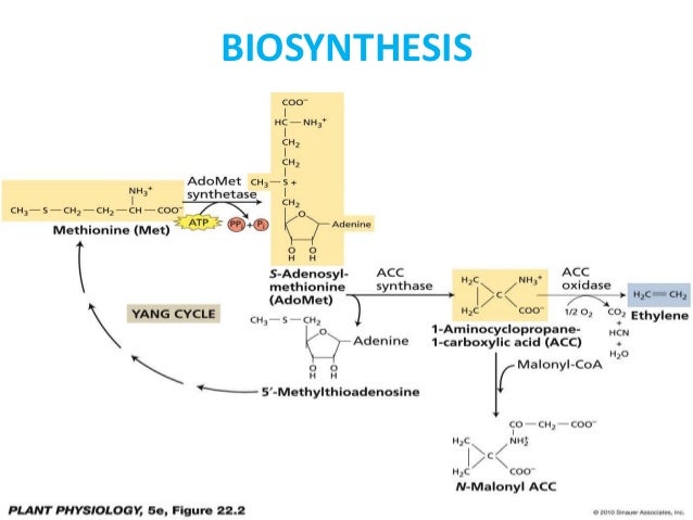 Ethylene In Plants Ethylene Biosynthesis And Role In Plants