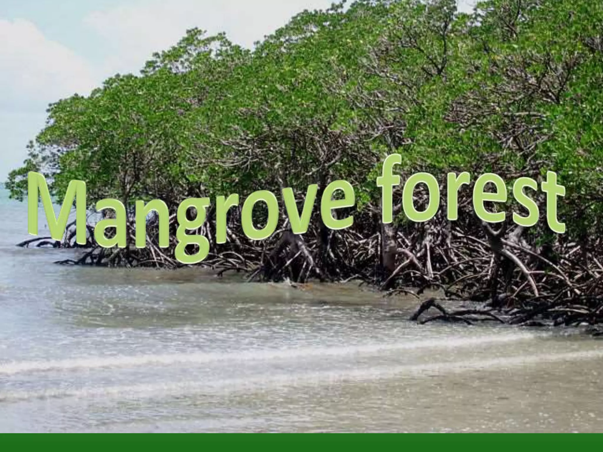 Forest ecosystem | PPTX