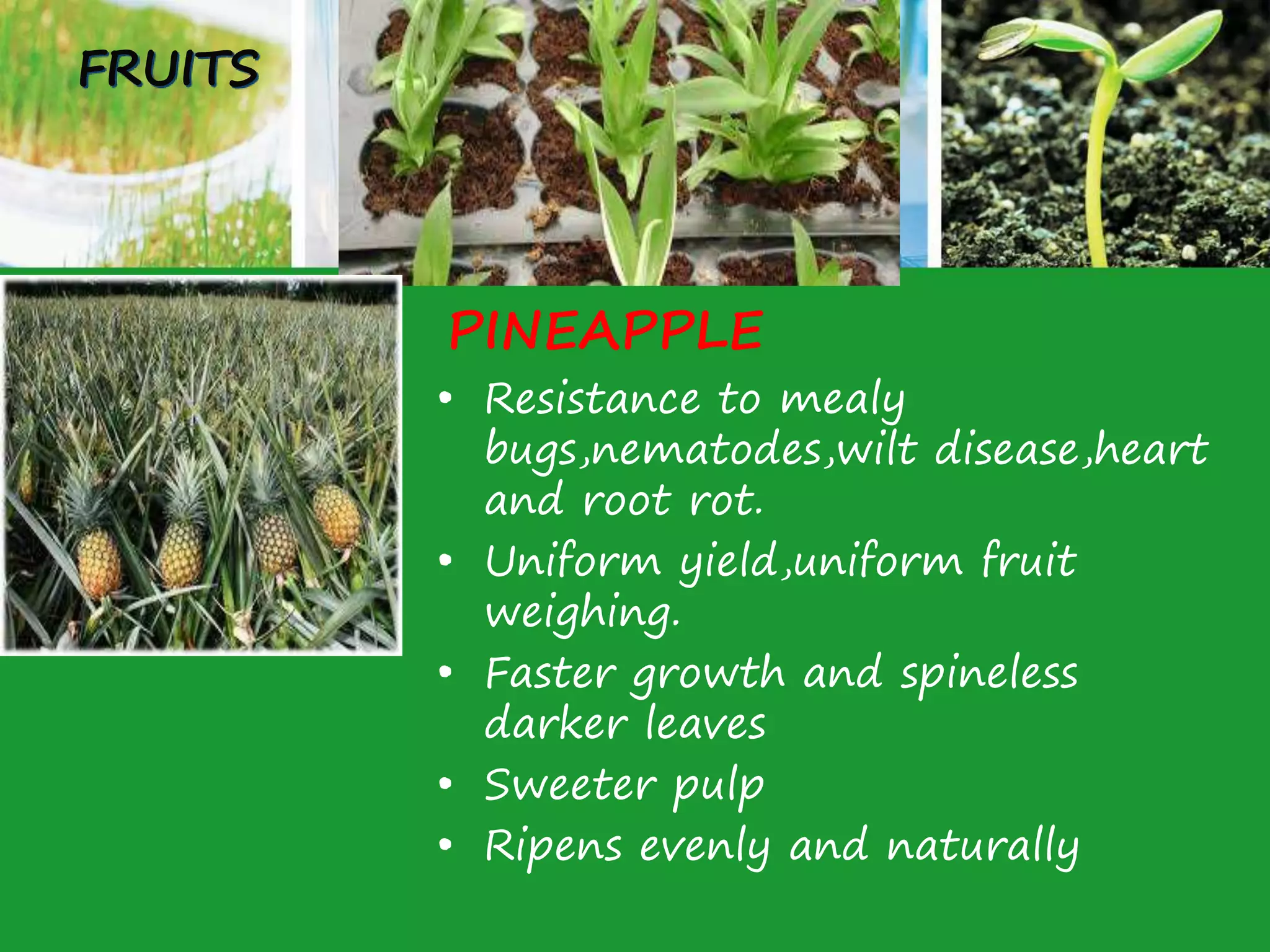 Plant tissue culture,its methods, advantages,disadvantages and ...