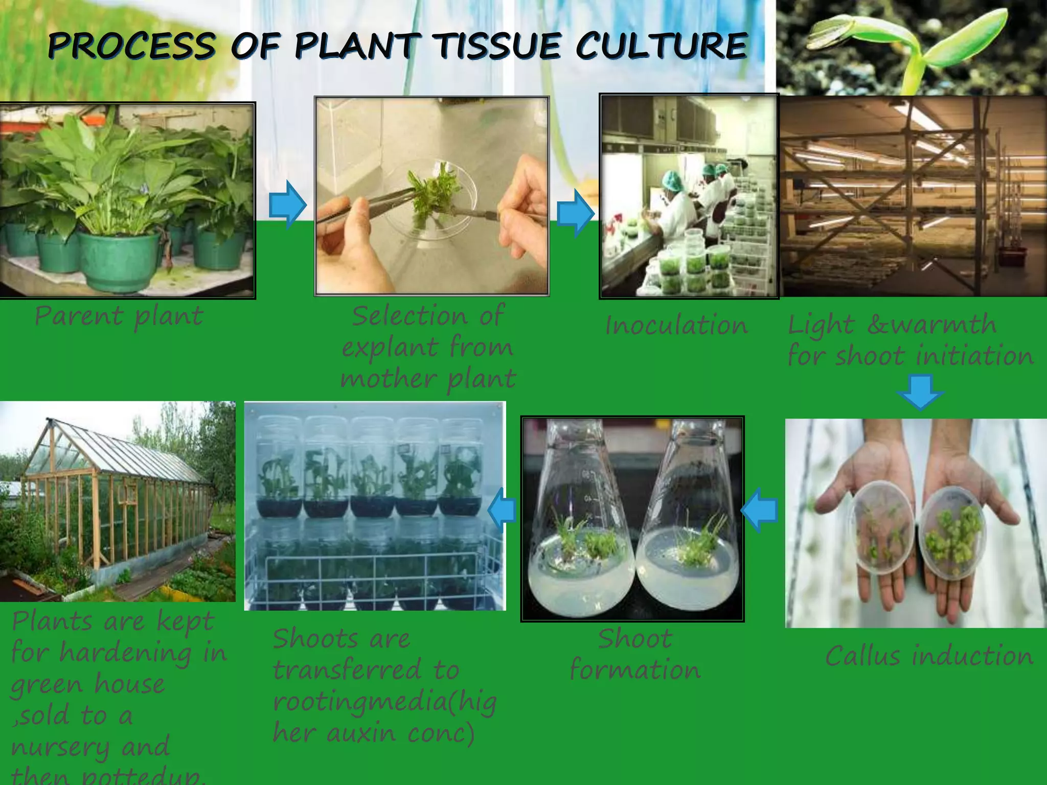 Plant tissue culture,its methods, advantages,disadvantages and ...