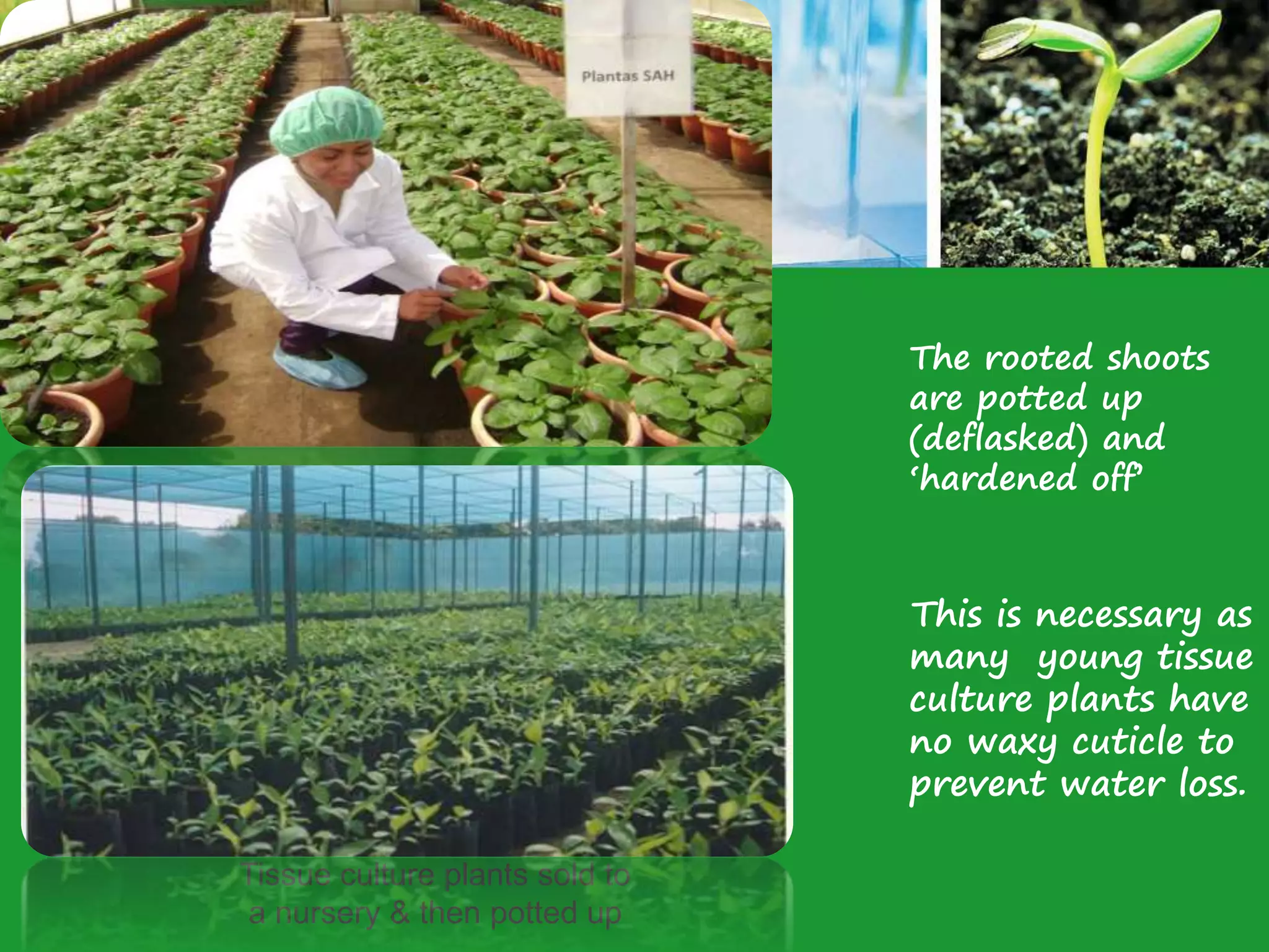Plant tissue culture,its methods, advantages,disadvantages and ...