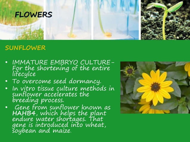 Plant tissue culture,its methods, advantages,disadvantages and ...
