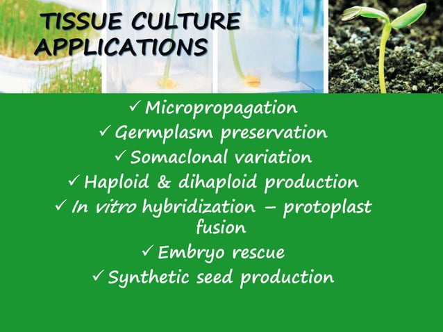 Plant tissue culture,its methods, advantages,disadvantages and ...