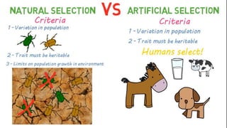 Natural Selection vs. Artificial Selection | PPTX