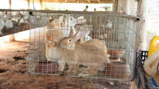 Fur industry | PPTX | Zoos & Aquariums | Attractions