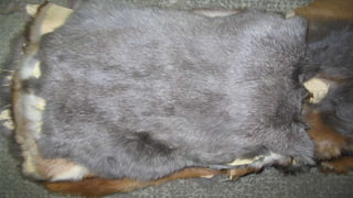 Fur industry | PPTX