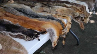 Fur industry | PPTX