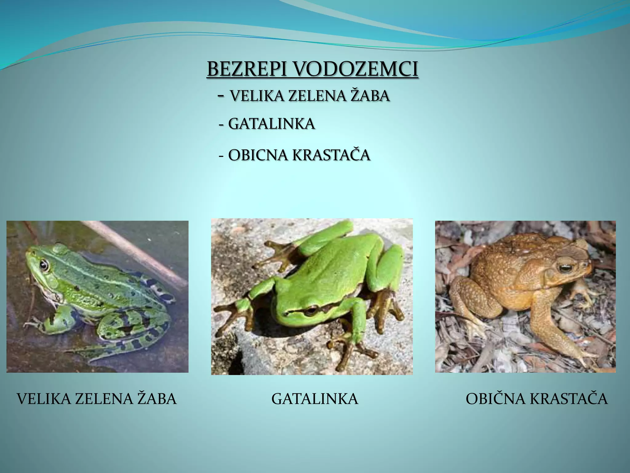 Ptrlazak na kopneni nacin zivota, vodozemci | PPTX