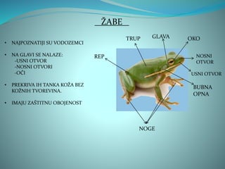 Ptrlazak na kopneni nacin zivota, vodozemci | PPTX