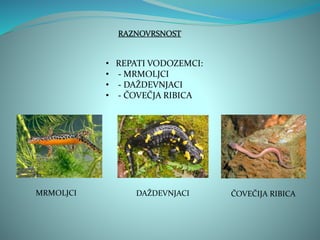 Ptrlazak na kopneni nacin zivota, vodozemci | PPTX