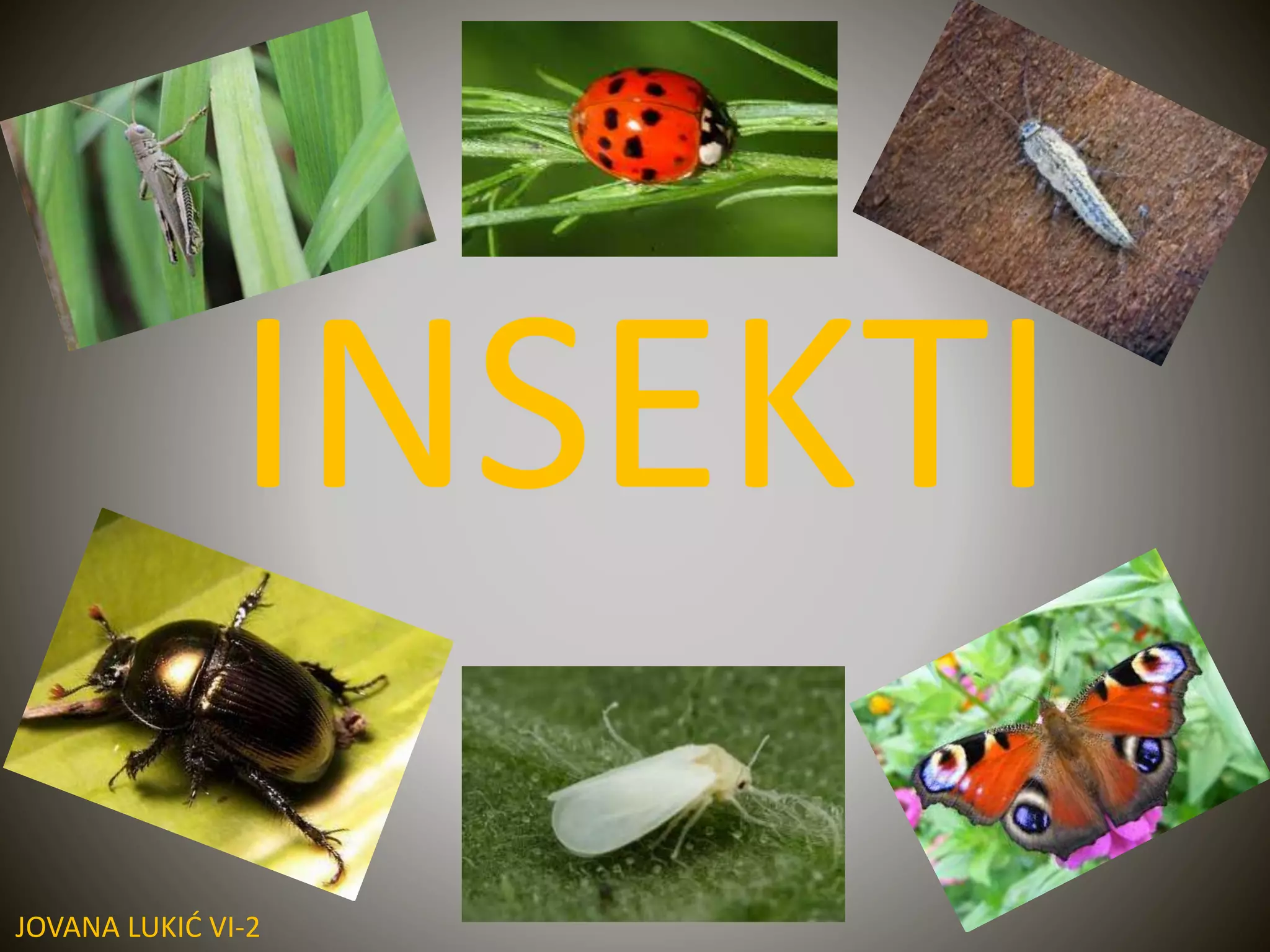Insekti | PPTX