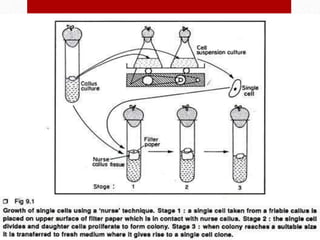 plant tissue culture / paper raft nurse technique | PPTX
