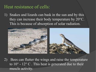 Temperature Effect on cell | PPTX