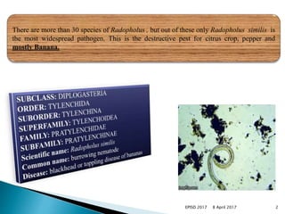 IN-SILICO CHARACTERISATION OF PROTEIN CODED BY CYT-B GENE OF Radopholus ...