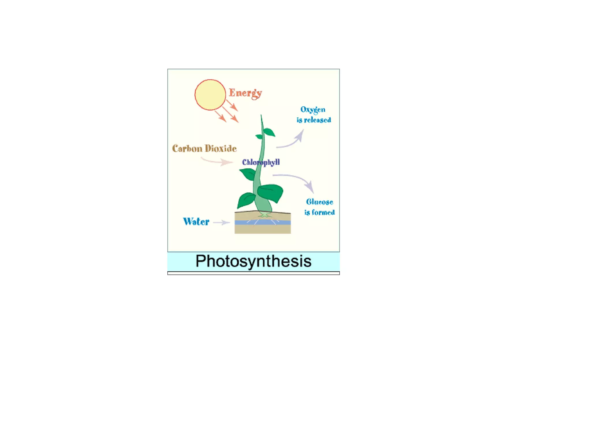 Photosynthesis and respiration in plants | PPT