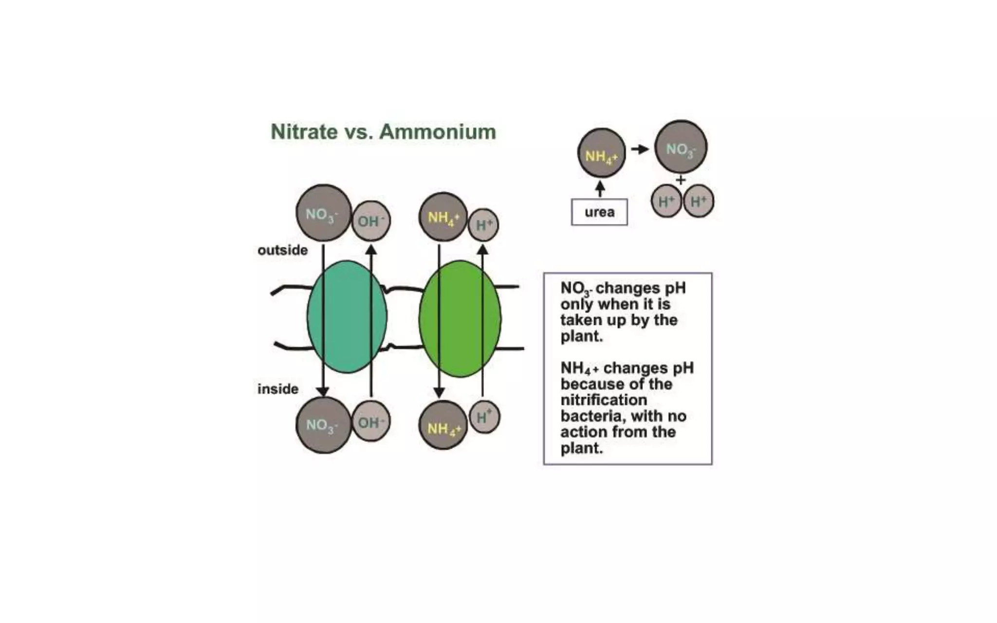 Nitrogen Assimilation in Plants | PPTX