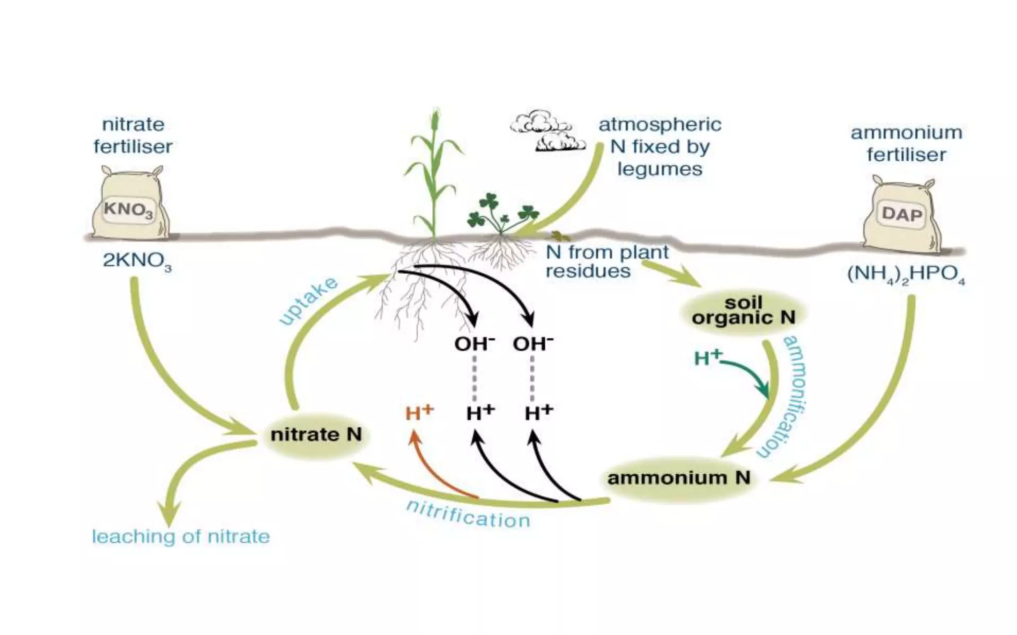 Nitrogen Assimilation in Plants | PPTX