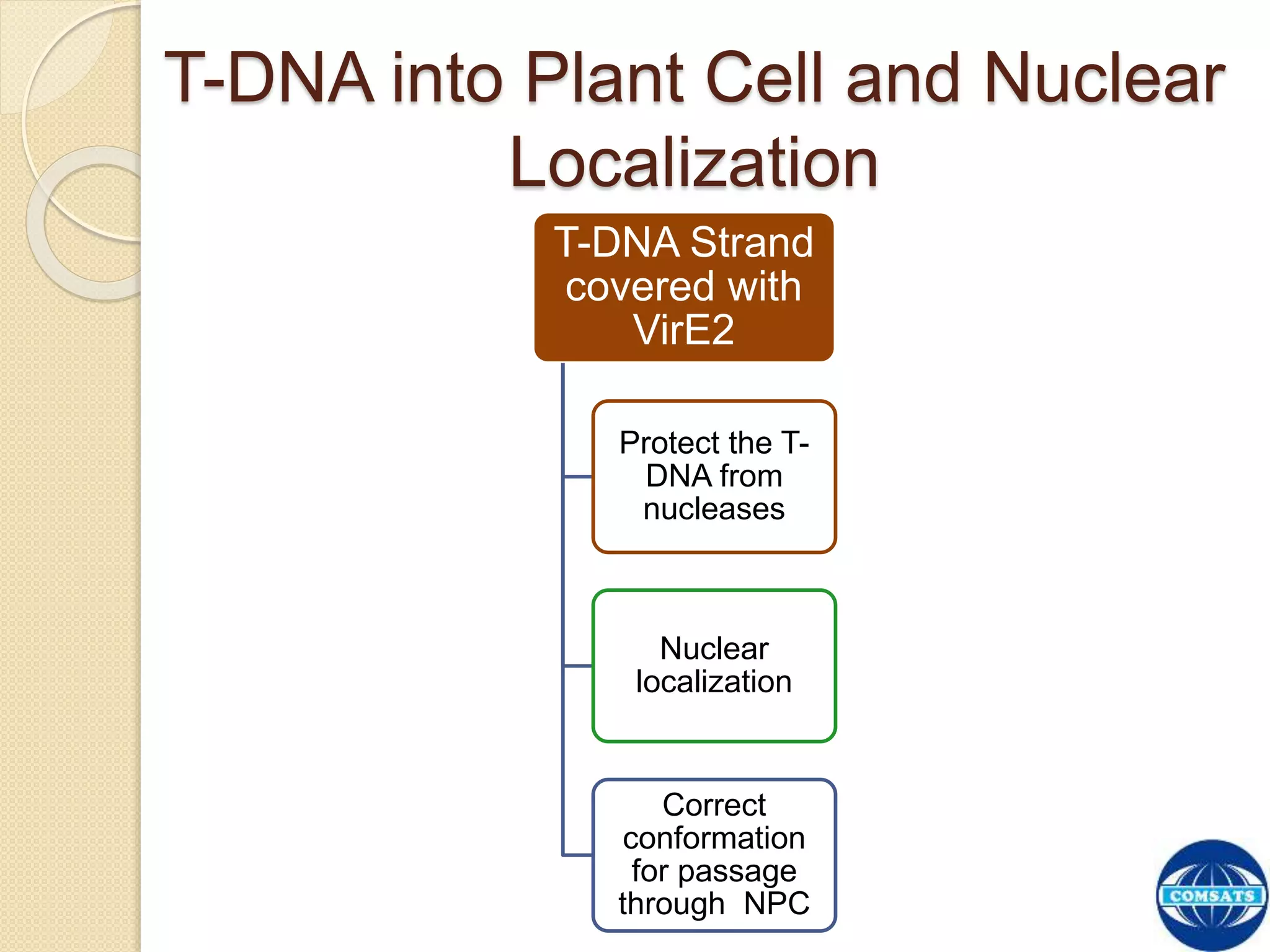 The Process of T-DNA Transfer and Integration | PPTX