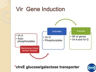 The Process of T-DNA Transfer and Integration | PPTX