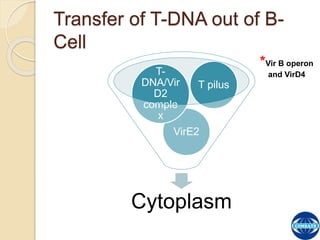 The Process of T-DNA Transfer and Integration | PPTX