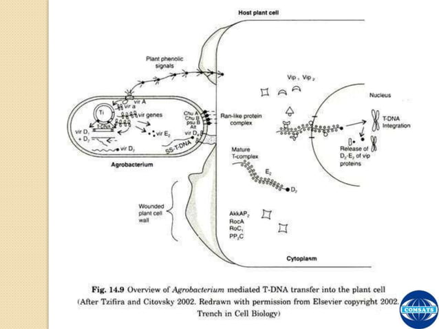 The Process of T-DNA Transfer and Integration
