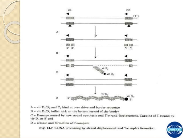 The Process of T-DNA Transfer and Integration