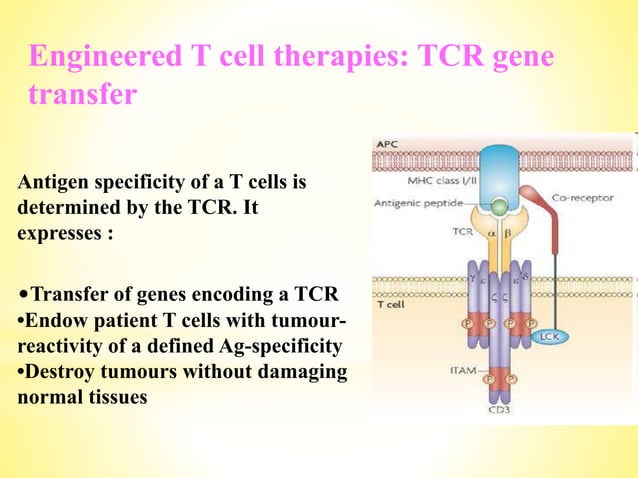 T-CELL ENGINEERING IN THERAPEUTICS | PPT