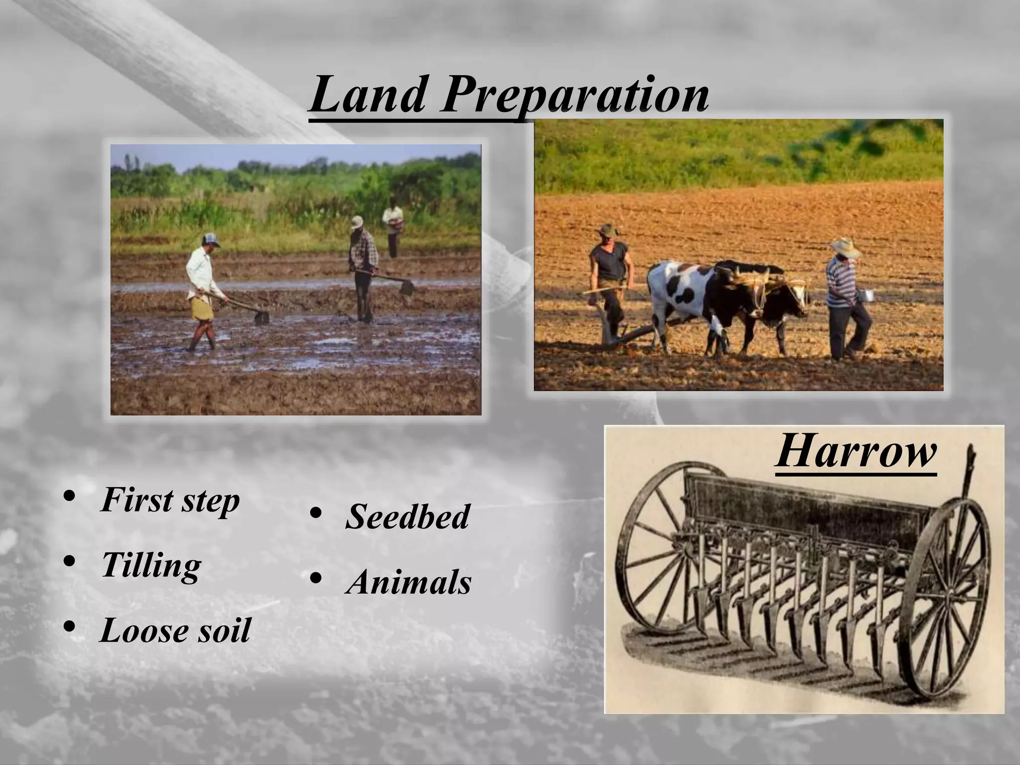 Traditional and Modern Agriculture | PPTX