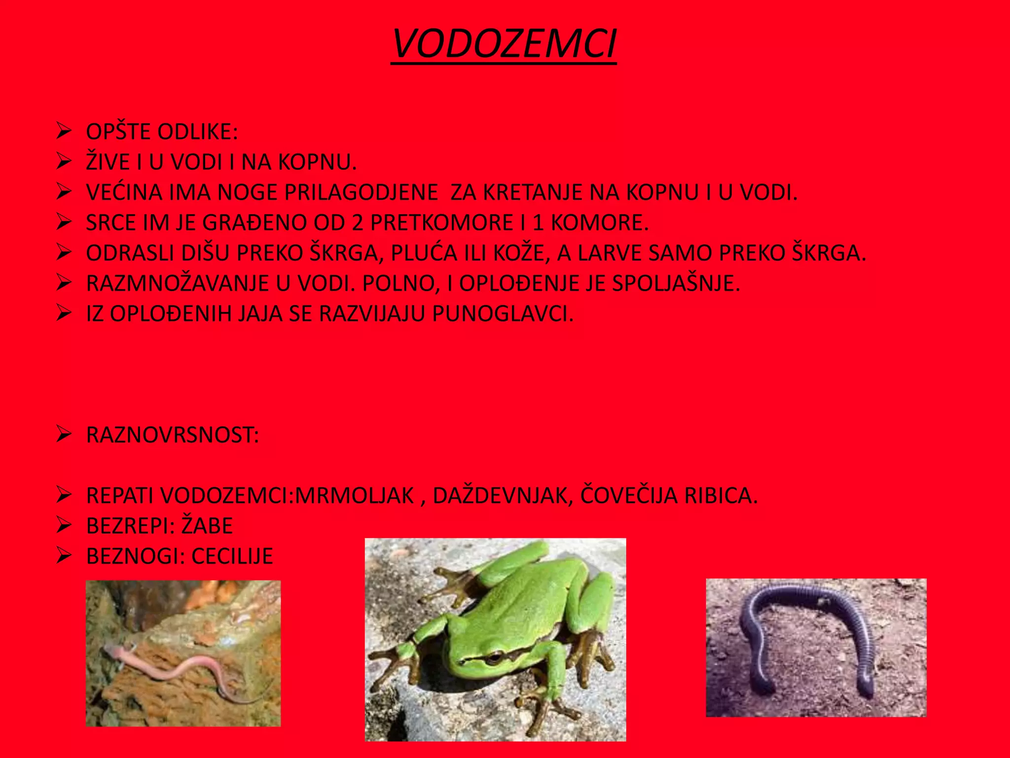 Ponavljanje- Kicmenjaci | PPTX