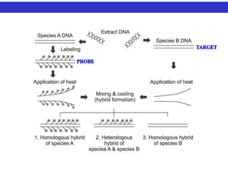 DNA-DNA Hybridisation | PPTX | Biological Sciences | Science