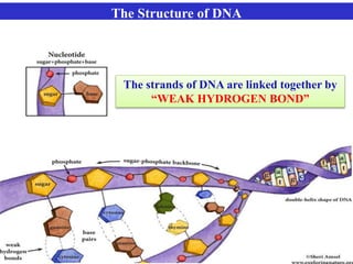 DNA-DNA Hybridisation | PPTX