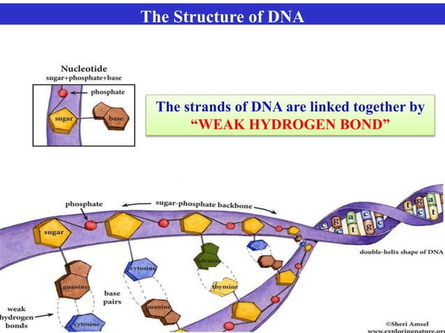 DNA-DNA Hybridisation | PPTX | Biological Sciences | Science