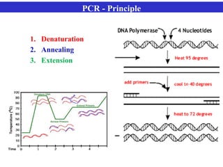 DNA-DNA Hybridisation | PPTX