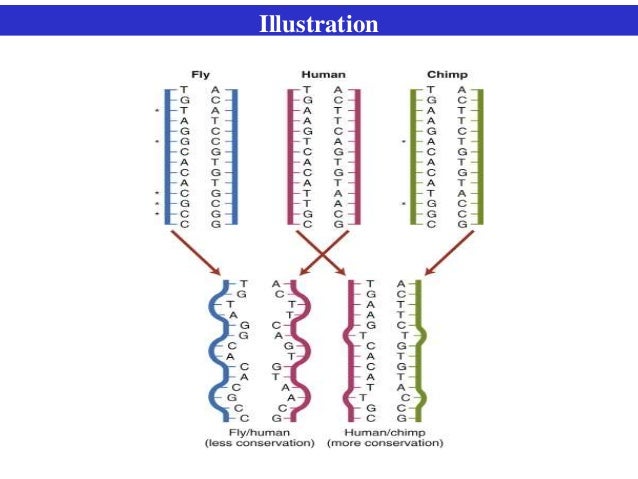 DNA-DNA Hybridisation